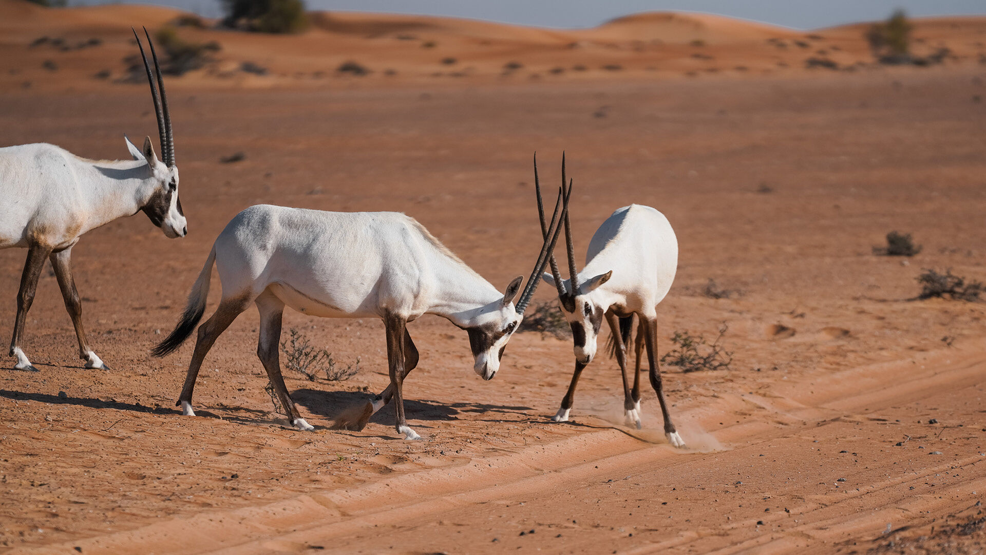 Evening Dune Drive in Dubai - Shared Vehicle | Dubai Dune Drive